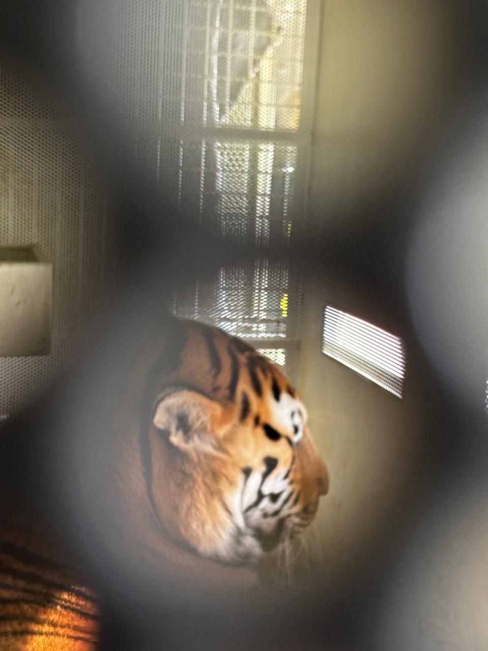 Tigers in Kazakhstan: Update | Siberian Steppes