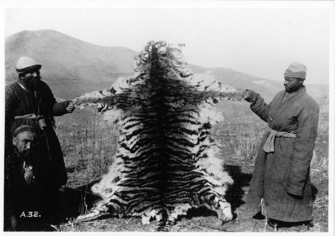 Tiger reintroduction programme gathers pace in Kazakhstan | Siberian ...